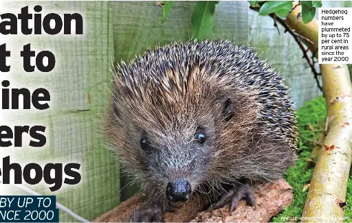 ‘Stop, move and check’ appeal to help wildlife on Bonfire Night - PressReader