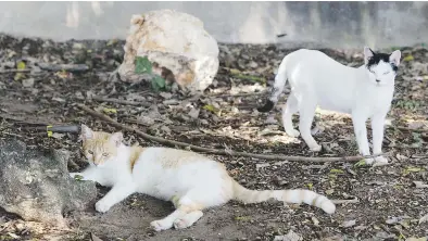 Save a Gato reubica a alrededor de 30 felinos - PressReader