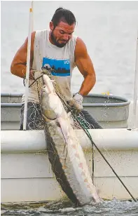 Working to save a ‘living fossil’ - PressReader