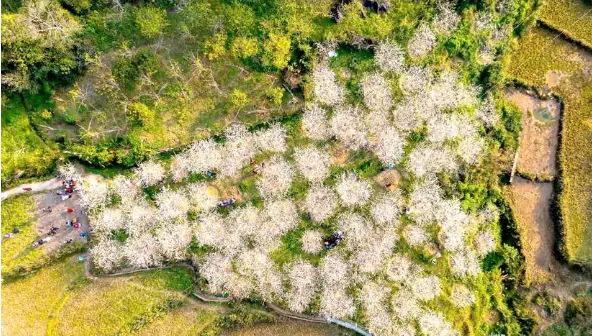 Discoverin­g the enchanting spring flowers of Lào Cai - PressReader