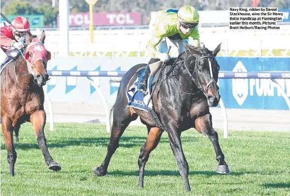 Smart Navy King steer - PressReader