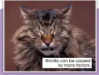 ...RHINITIS IN CATS - PressReader