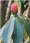 It’s blooming lovely again - PressReader