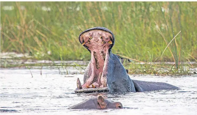 Hippo-Mania - PressReader