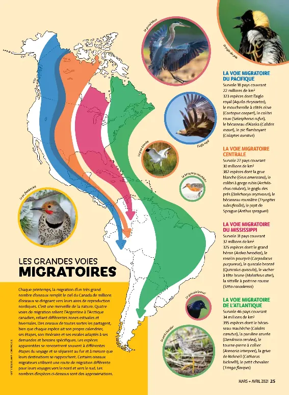 Carte des grands corridors de migration - PressReader