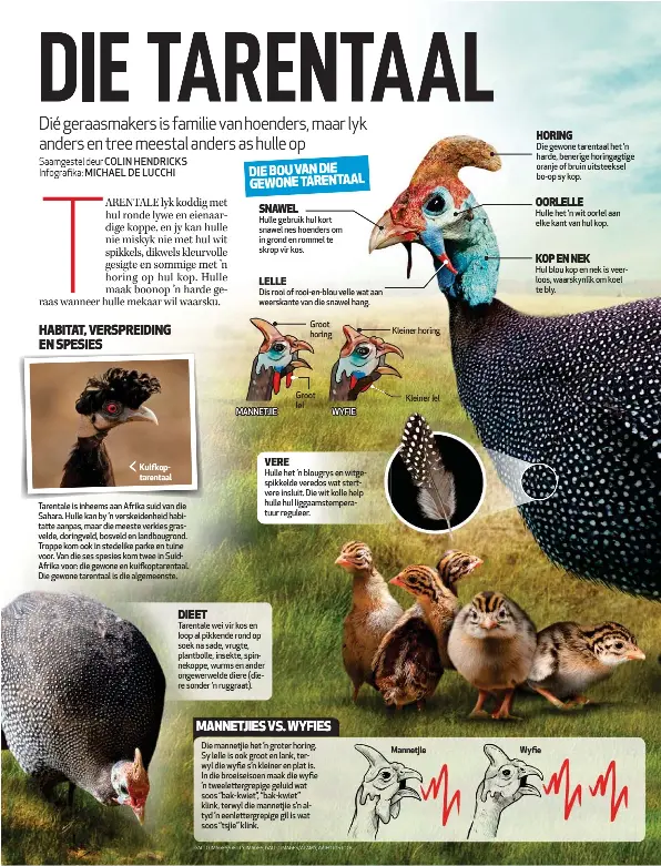 Infografik­a: die tarentaal - PressReader