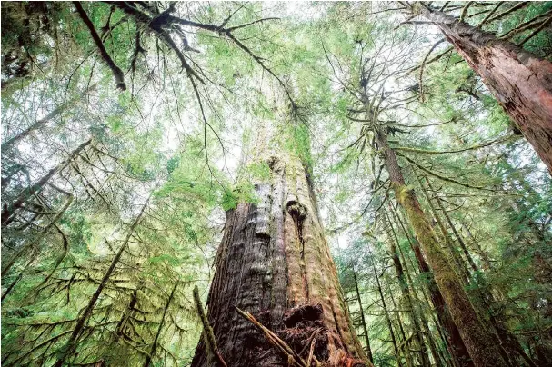 A CANOPY UNDER THREAT - PressReader