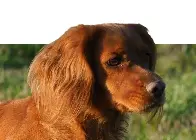 Is ‘cocker rage’ real? - PressReader