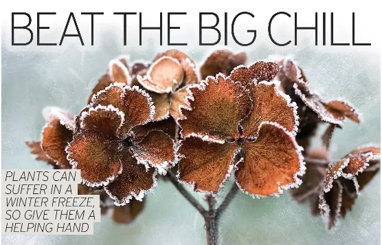 BEAT THE BIG CHILL - PressReader