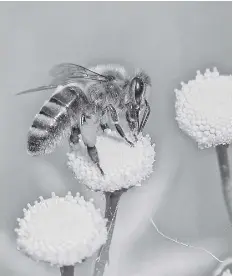 Fast Facts on the State of Our Ecology - PressReader