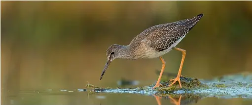 Scotland’s wildfowl hub - PressReader
