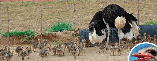 NUWE VOLSTRUIS-PROGRAM VERGEMAKLI­K BESTUUR - PressReader