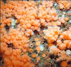 Britain’s barrier reef Thousands of feet below the surface, the natural ...