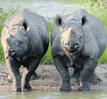 Why black rhinos are surviving poaching better than white ones ...