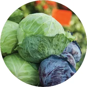 Cabbage magic - PressReader