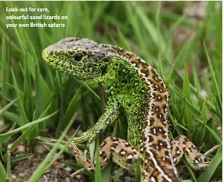 WILD ENTHUSIASM: A VERY BRITISH SAFARI - PressReader