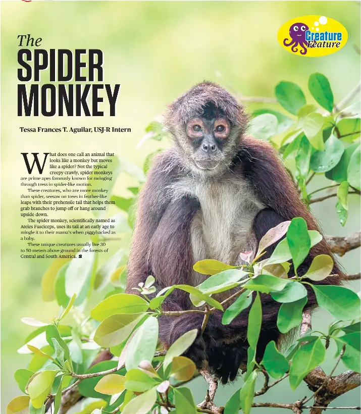 The SPIDER MONKEY - PressReader