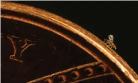 Minuscule wasps enlisted to fight off moths in new pest control ...