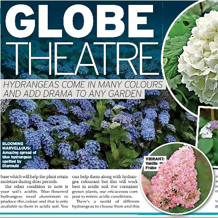 GLOBE THEATRE HYDRANGEAS COME IN MANY COLOURS AND ADD DRAMA TO ANY GARDEN - PressReader