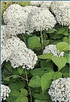 ASK DIARMUID - PressReader