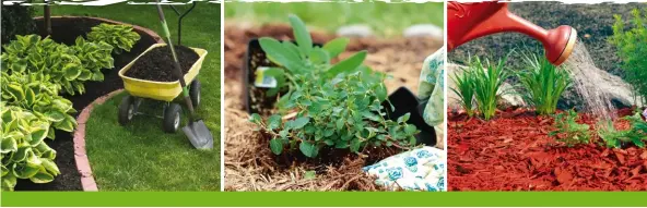 Revitalise Your Garden - PressReader