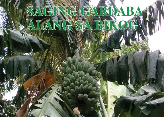 SAGING GARDABA ALANG SA BIKOG - PressReader