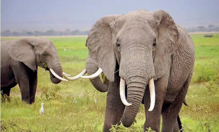 Be Aware of Poaching - PressReader