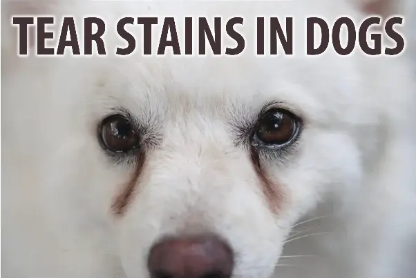 TEAR STAINS IN DOGS - PressReader