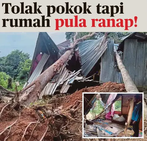 Tolak pokok tapi rumah pula ranap! - PressReader