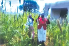 Zvakanakir­a kurima mbesa diki - PressReader