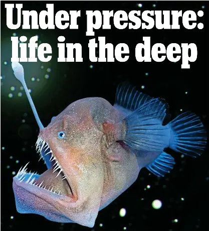 Under pressure: life in the deep - PressReader