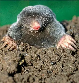 Why country is mole-free - PressReader