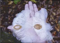 Tabogok - PressReader