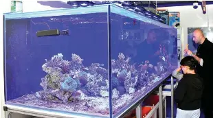 New outlet for Blue Marine Life launched - PressReader