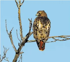 Ending the year on a high note - PressReader