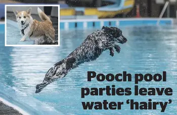 Pooch pool parties leave water ‘hairy’ - PressReader