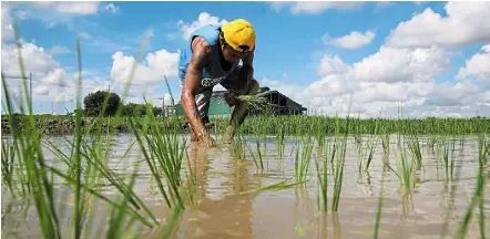 Rice crisis a warning sign - PressReader