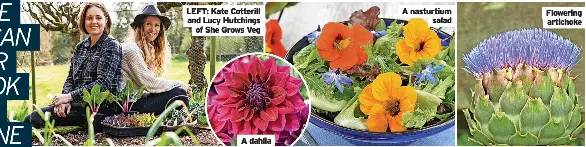 HOW EDIBLE FLOWERS CAN MAKE YOUR DISHES LOOK AND TASTE TRULY DIVINE - PressReader