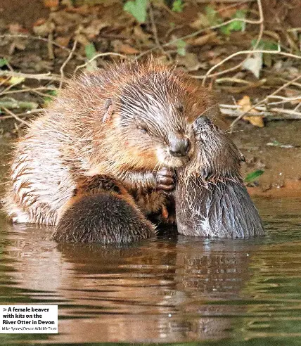 Farmers are given advice over beavers on their land - PressReader