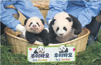 A treasured name is a bear necessity - PressReader