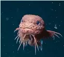 Bumpy snailfish newest deep sea discovery - PressReader