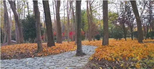 With Shanghai’s Outer Ring forest belt - PressReader