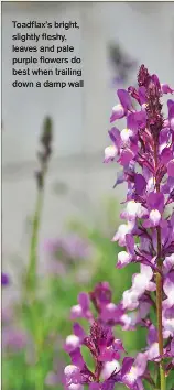 Take cover Advice on planting living mulches - PressReader