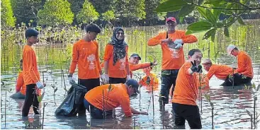 Volunteers plant 1,000 mangrove trees in Merbok Forest Reserve - PressReader
