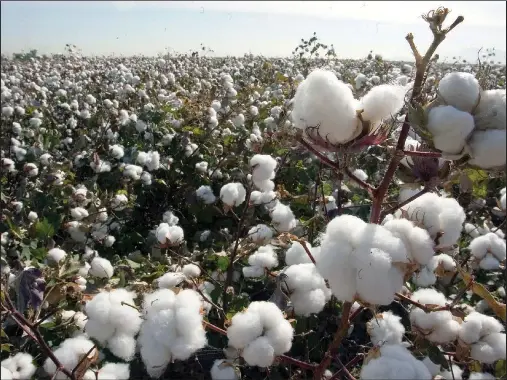 Cottco makes headway on farmers’ debt, clears 90% arrears - PressReader