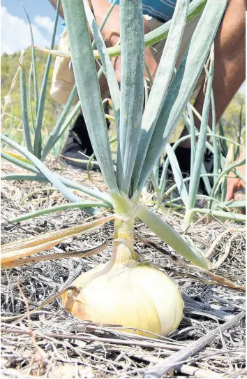 Boom and bust for onion farmers - PressReader