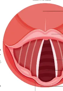 Músculos de las cuerdas vocales - PressReader