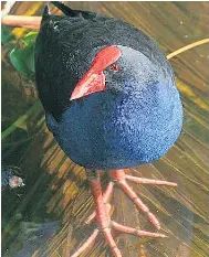 Colourful, daring and loud, pukekos’ presence felt - PressReader