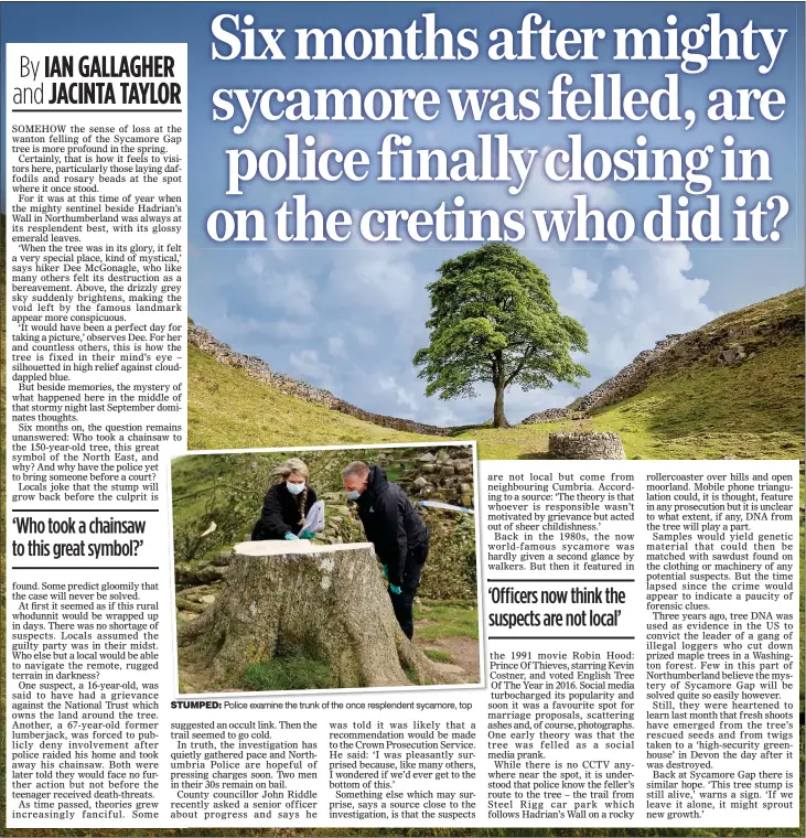 Six months after mighty sycamore was felled, are police finally closing in on the cretins who ...