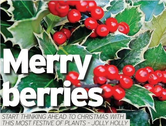 Merry berries - PressReader